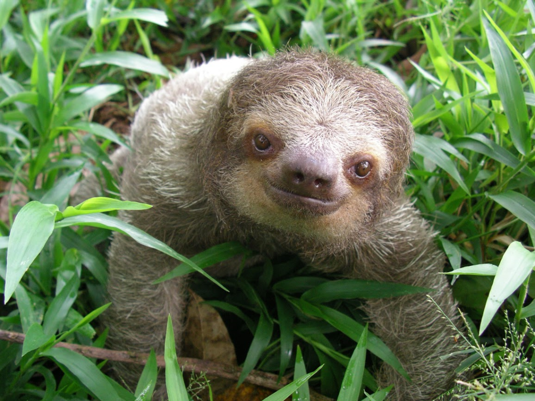 Los perezosos: esas criaturas que viven a 0.25 millas por hora - Univision