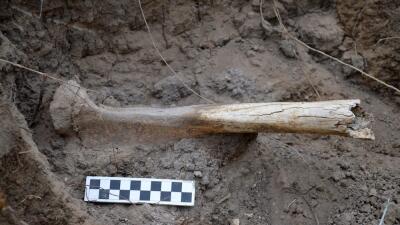 Hallan fósiles en el norte de México con 95 millones de años de ...