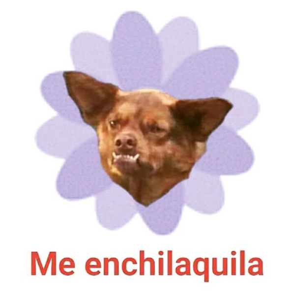 La historia completa del Perro Chilaquil, el meme que hace reír a todo ...
